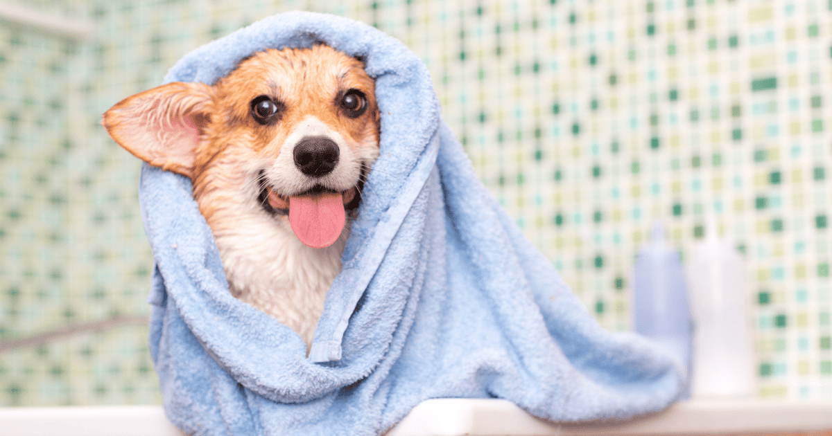 Grooming Spa Services » Wag-On-Inn Pet Resort