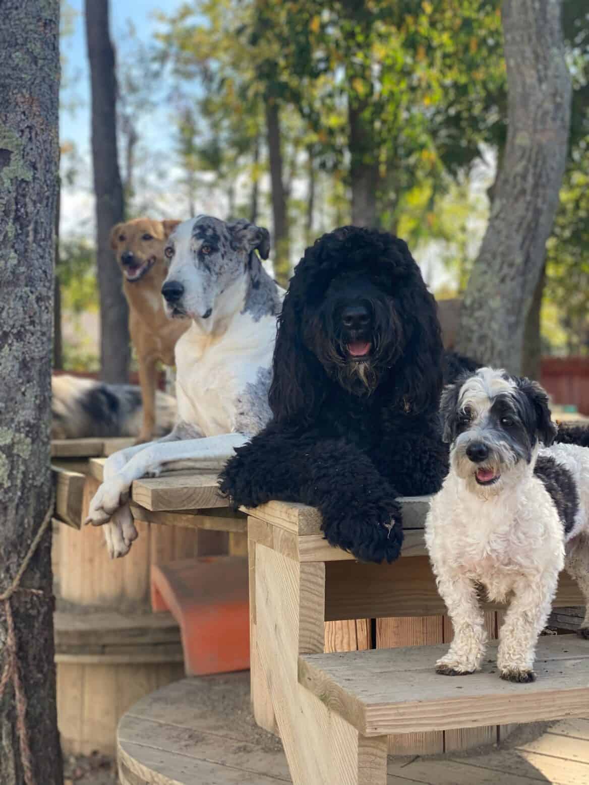 Overnight Stays » Pet Boarding Facility » Wag-On-Inn Medina